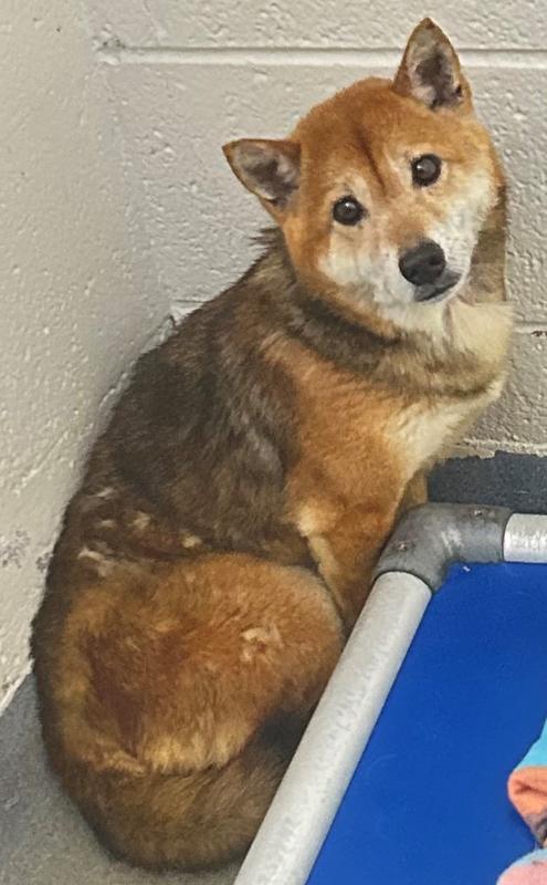 Regional Center for Animal Care and Protection Stray or Lost Animal ...