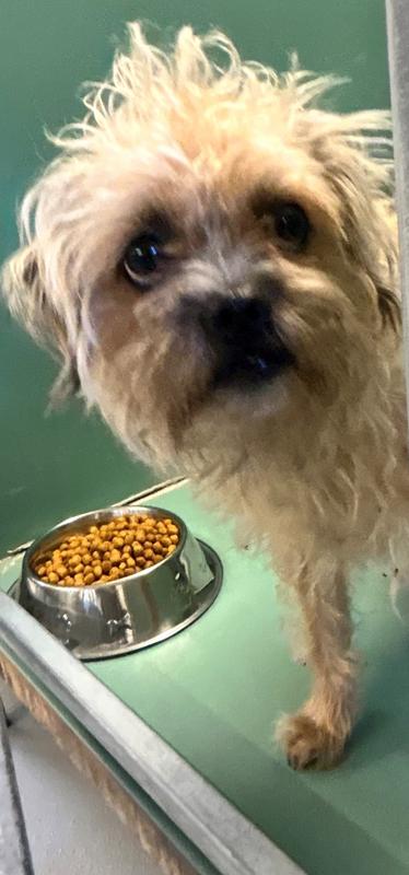 Regional Center for Animal Care and Protection Stray or Lost Animal ...